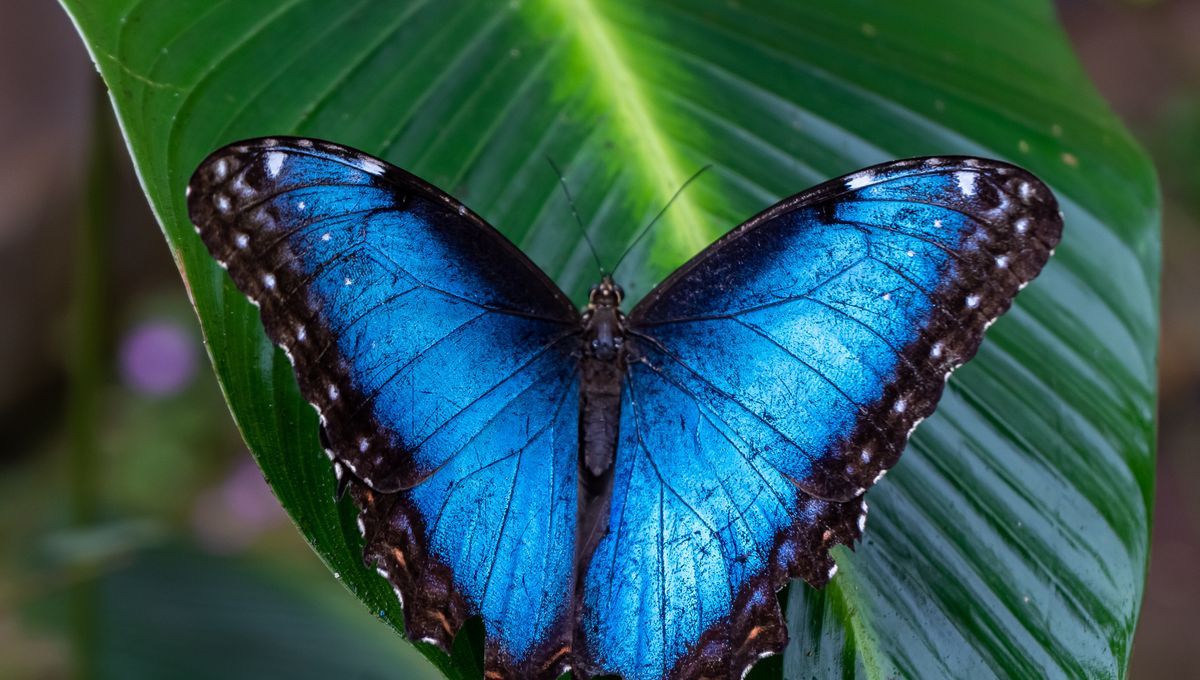 La découverte de Morpho amazonica : un papillon éblouissant révèle la ...